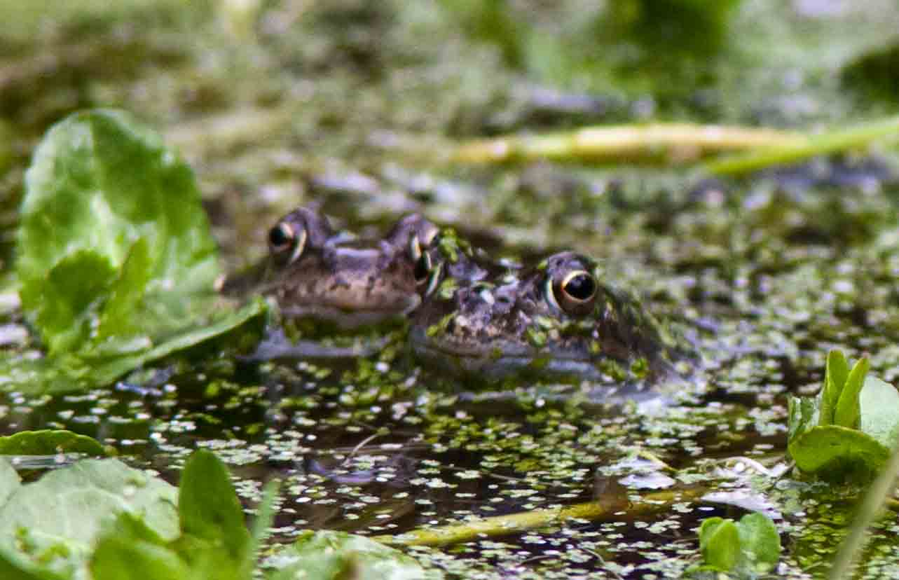 jabblog: Two-headed eight-legged beasts
