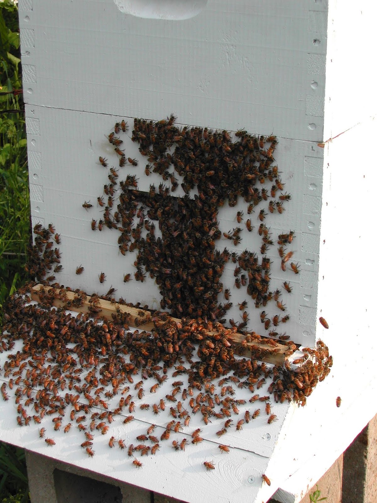 Lucindaville: Requiescat in Pace - The Doe Run Farm Hive