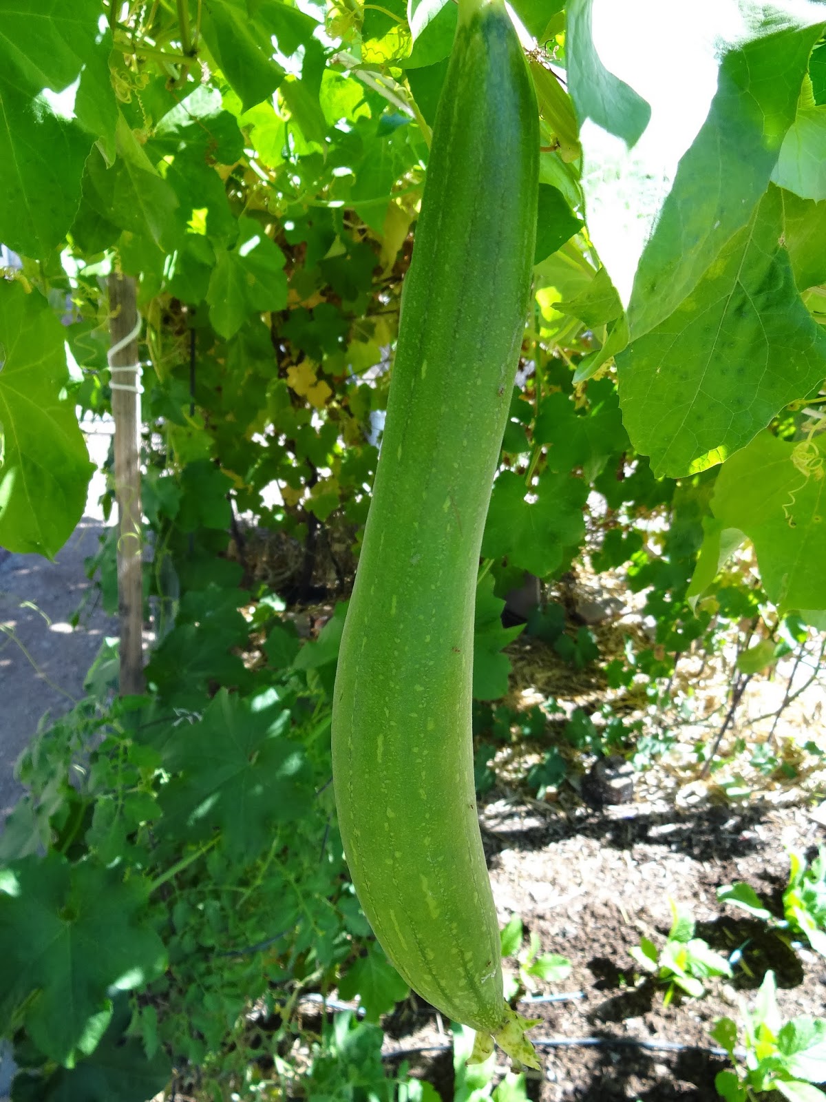 The Scientific Gardener: Admiring the Mighty Luffa