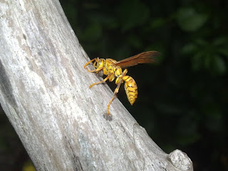 MAURITIUS ISLAND - Ile Maurice: Strange, Famous Flies and Bugs