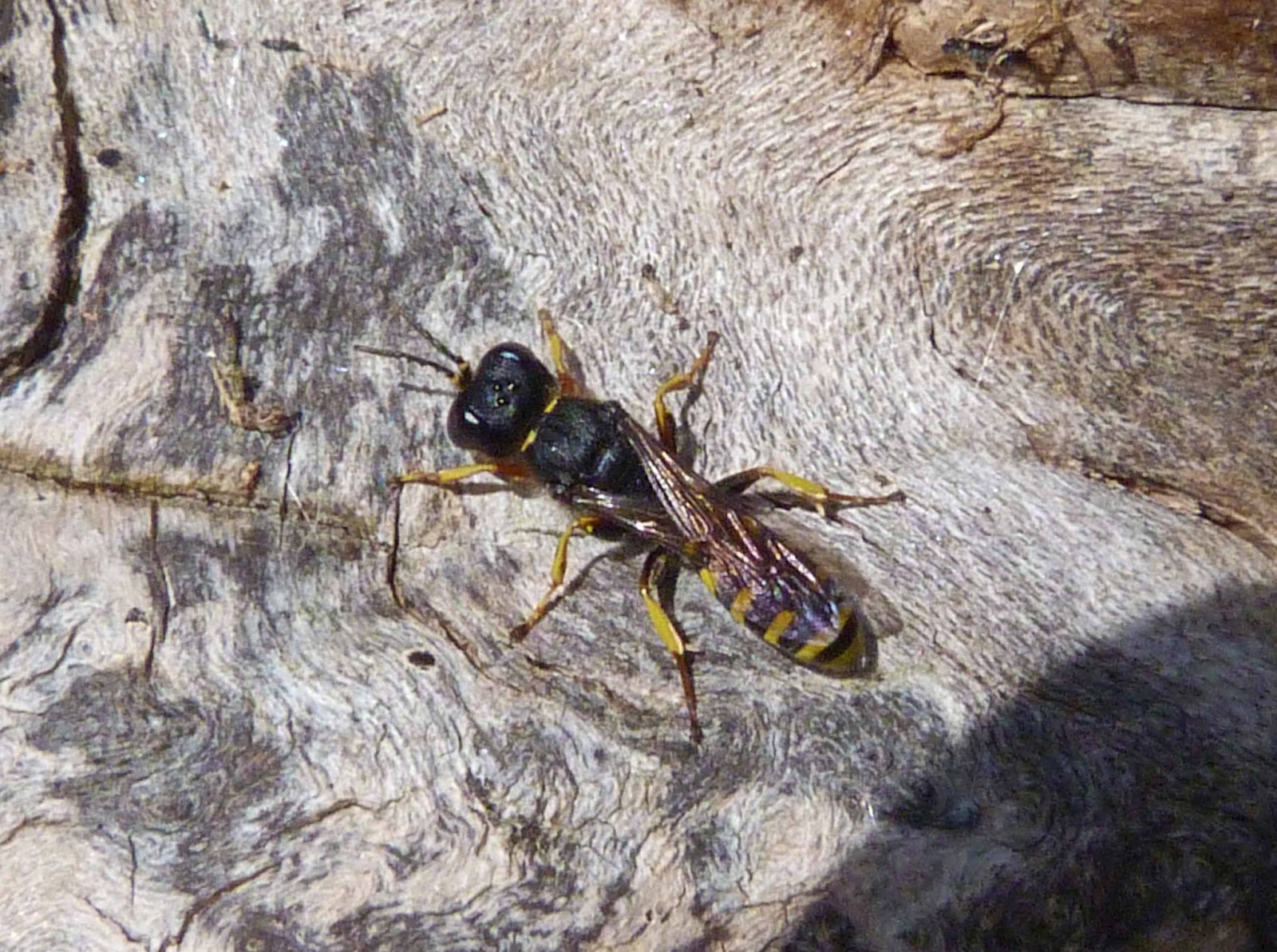Insects of Scotland: Bees/Wasps/Ichneumons/Sawflies/Ants
