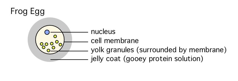 Backyard Boys: Frog Egg Project