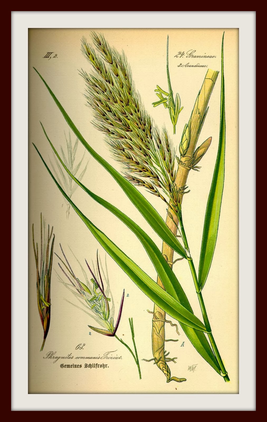 Trzcina pospolita ... pospolita?