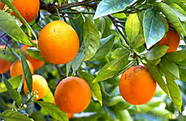 Sunburst Oranges: How To: Make Orange Trees Produce Sweeter Oranges