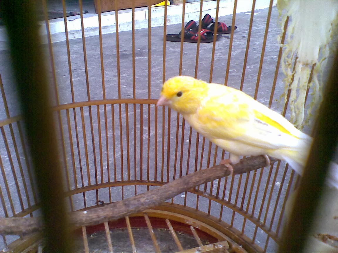 Kenari Loper Kuning Jantan Muda ~ Gembala News