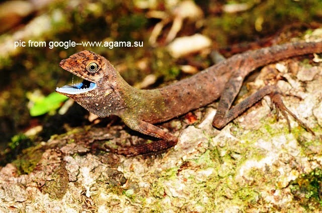 KADAL-KADAL-KADAL: LIZARDS OF SOUTHEAST ASIA - KADAL DI ASIA TENGGARA ...