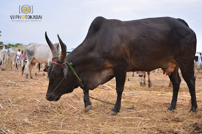 Vj Photo kadai: Tamil Nadu Cattle breeds (Naatu Maadu) an quick review.