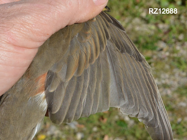 Two in a bush: Ageing Redwings in autumn.