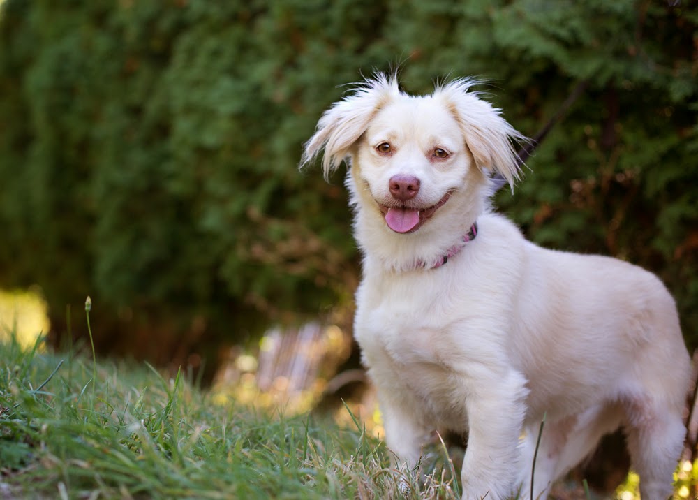 Cocker Spaniel Australian Shepherd Mix