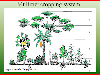 Agroforestry - A blog on Agrihortisilviculture: Agroforestry for Soil ...