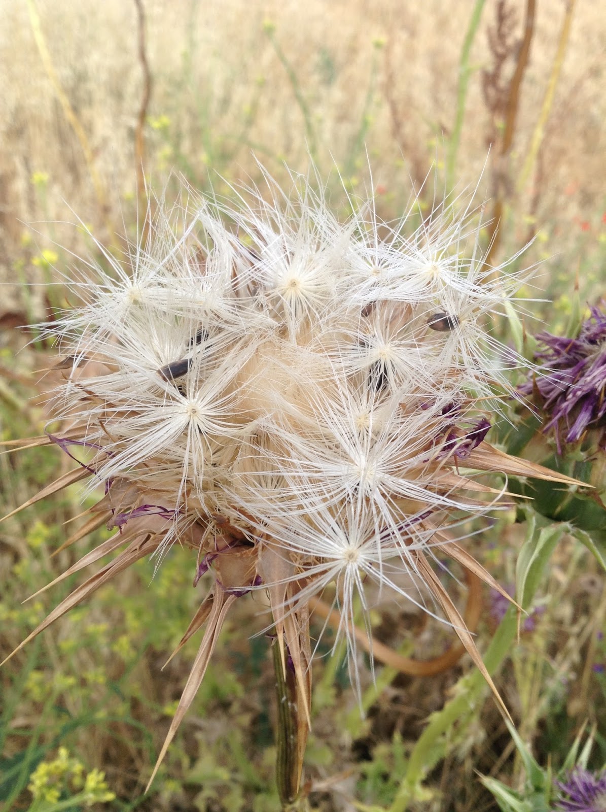 NATURALEZA AL DÍA: LOS CARDOS