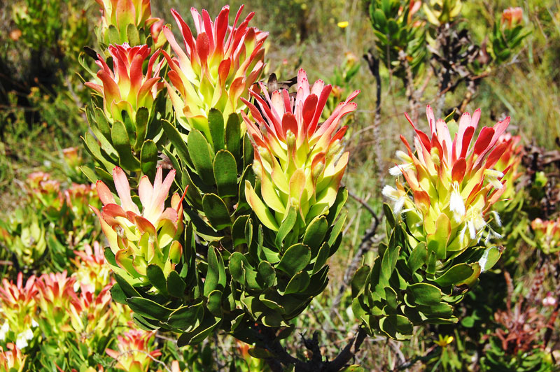 .: Akasha Mountain Retreat - The beauty of nature