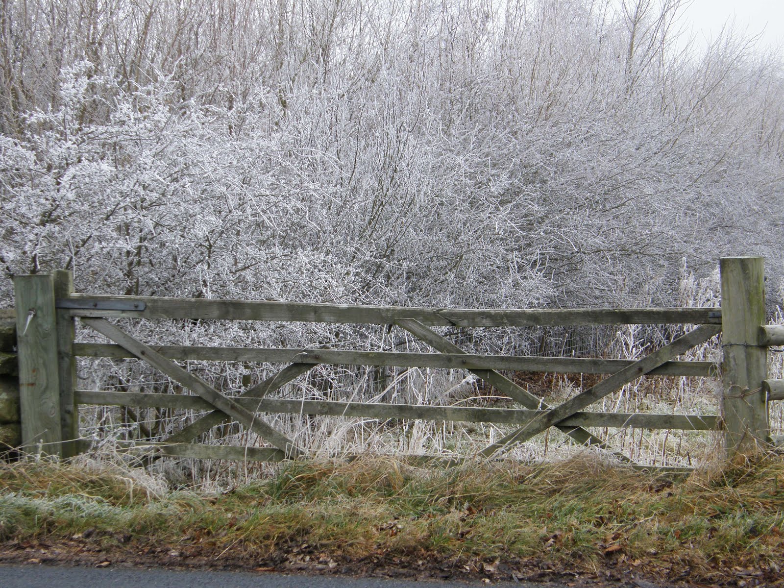Circle of the Year: The Darkling Thrush