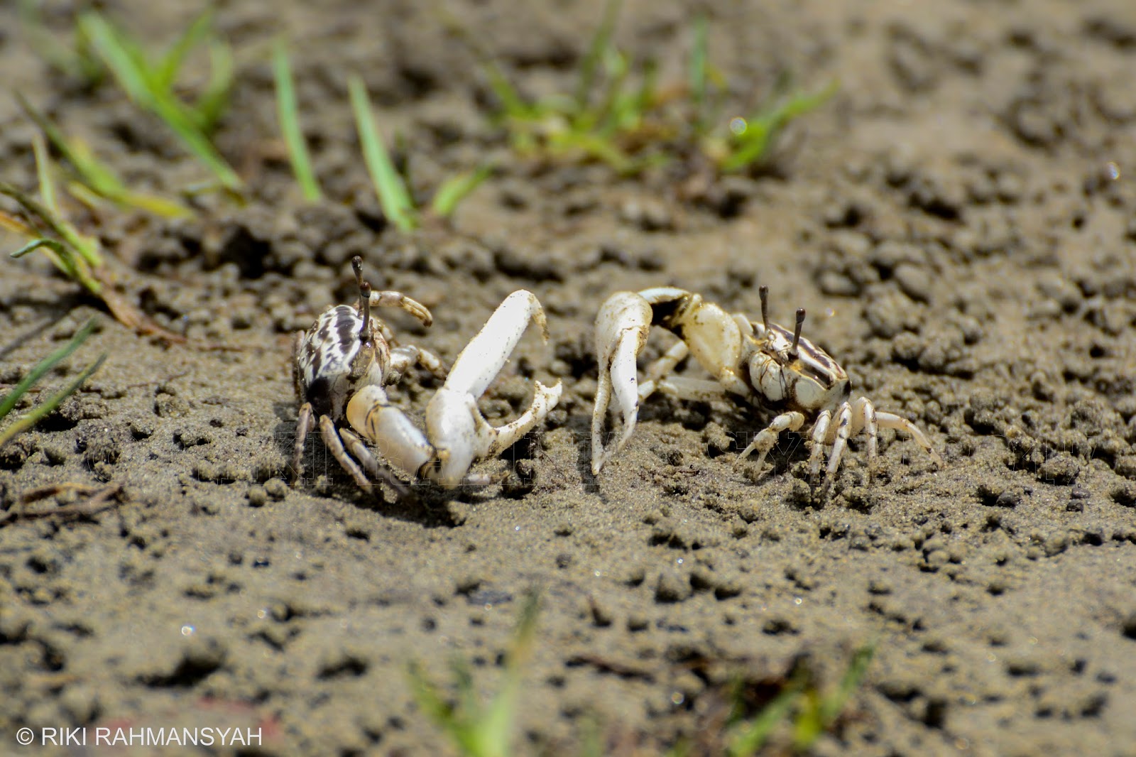 Kepiting Biola (Uca spp)