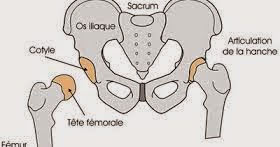 bonheurdefemme: Fracture du Cotyle