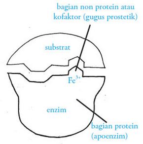 Pengertian dan Susunan Struktur Enzim serta Sifat-sifat (Ciri-ciri ...