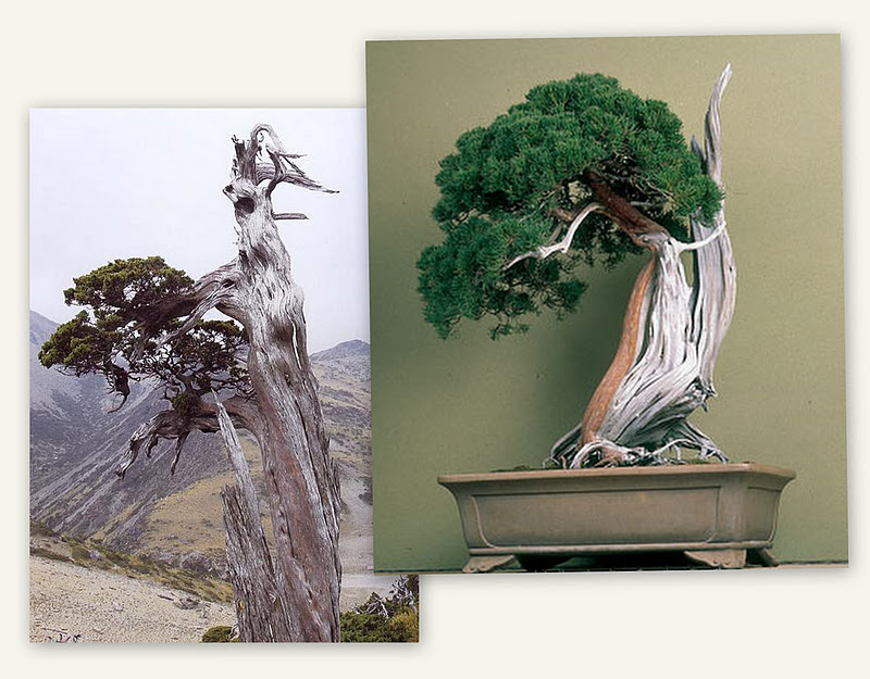 Kintall: Natureza em nossa casa - 5º SERIE - Juniperus Taiwan