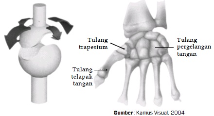 Proses Pembentukan Sendi, Jenis-Jenis Persendian dan Hubungan Antar ...