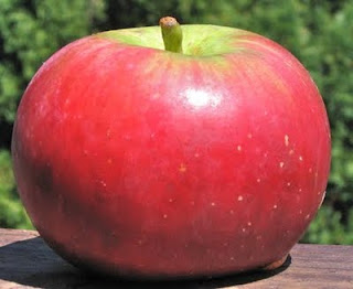 Novamac * - Adam's Apples