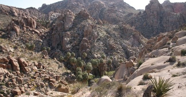 Desert Bigfoot: Yucca Man!