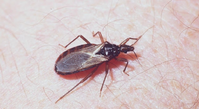 Confira os 10 insetos mais perigosos do mundo barbeiros