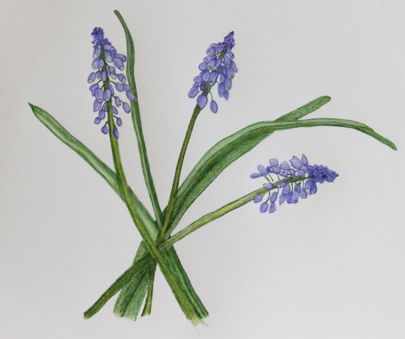 Honeysuckle Cottage and Wisteria Studio: Muscari - Drawing 7