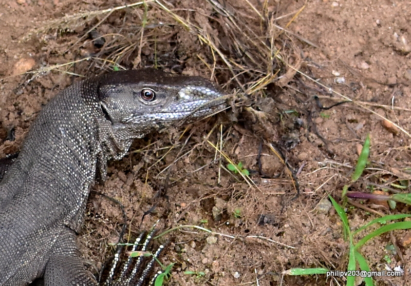 philipveerasingam: An Iguana - 'Thalagoya' S, 'Udumbu' T - Home garden ...