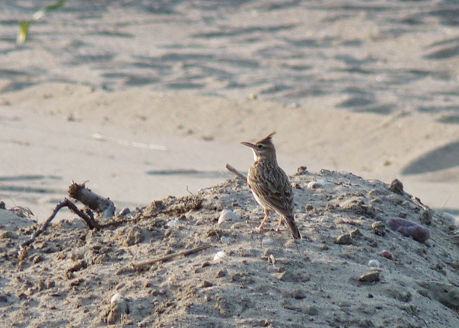 Axe Birding: Lindos, Rhodes, Greece - The Birds