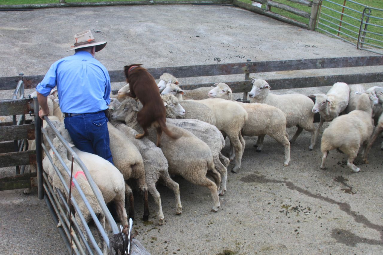 Far Far Away in Oz: Tobruk Sheep Station