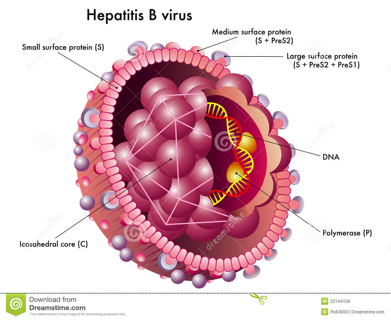 Fisiopatologia Da Hepatite B - RETOEDU