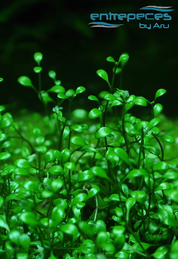 Entrepeces: Ficha plantas acuáticas: Glossostigma Elatinoides - Glosso