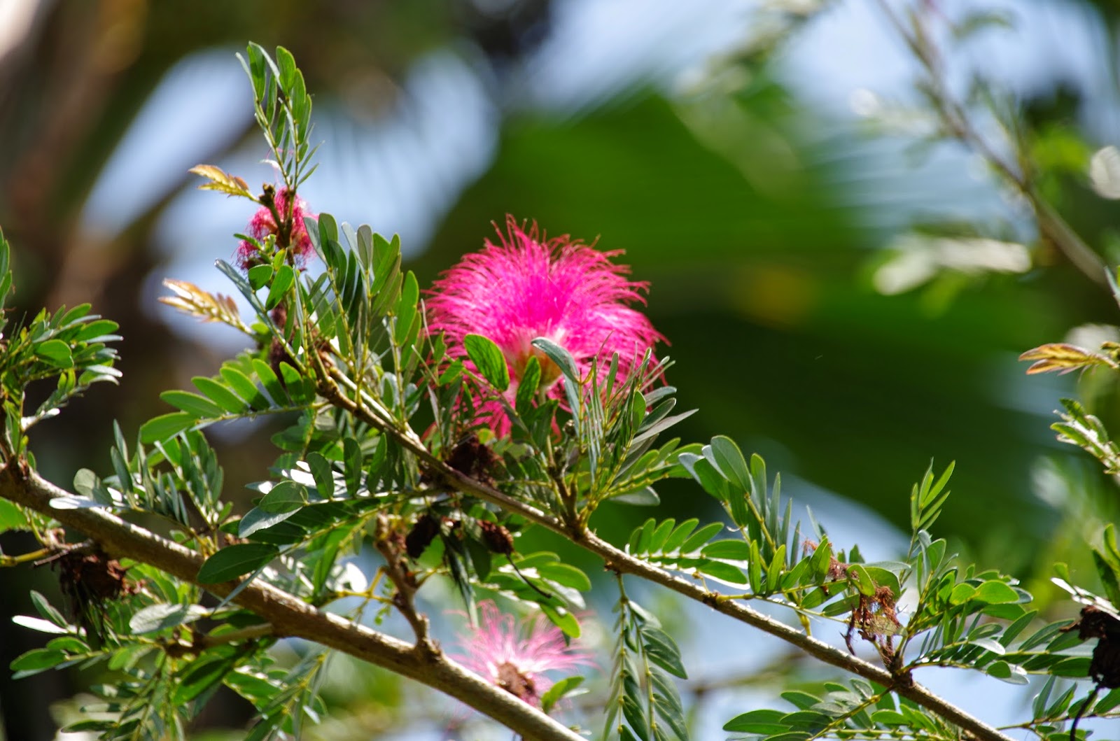 Trees and Plants: Monkey Pod