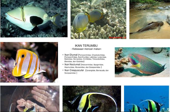 Gambar Jenis Ikan Laut Ketahui Smart Mama Shop Gambar Spesies Di