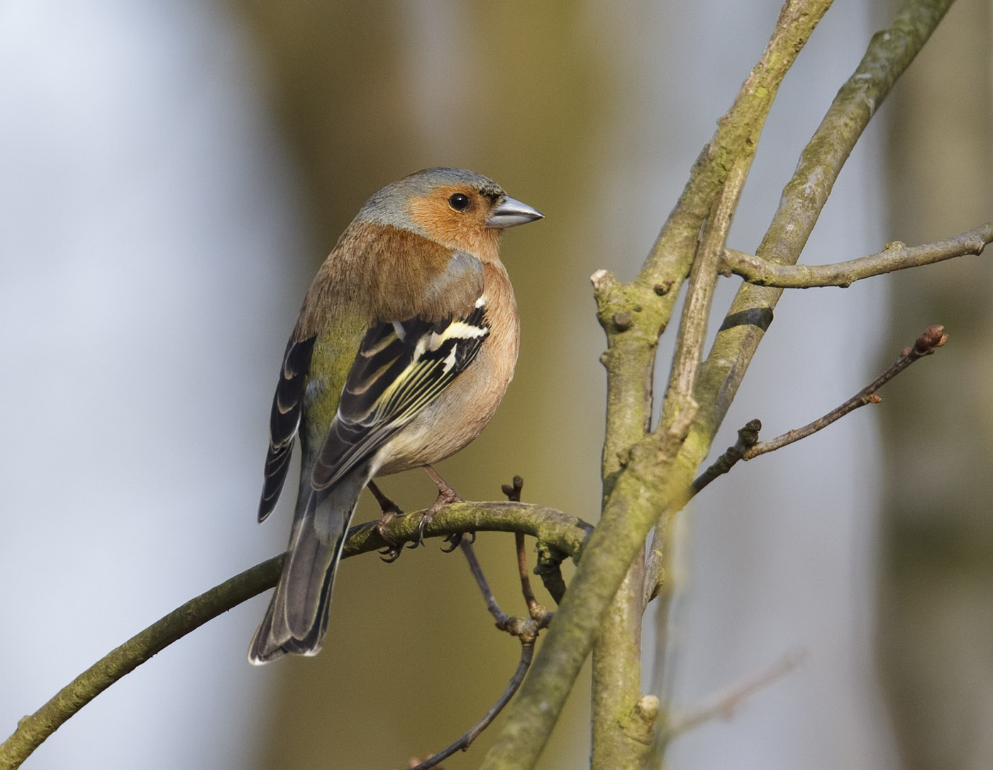 pewit: do male Chaffinches have green rumps?