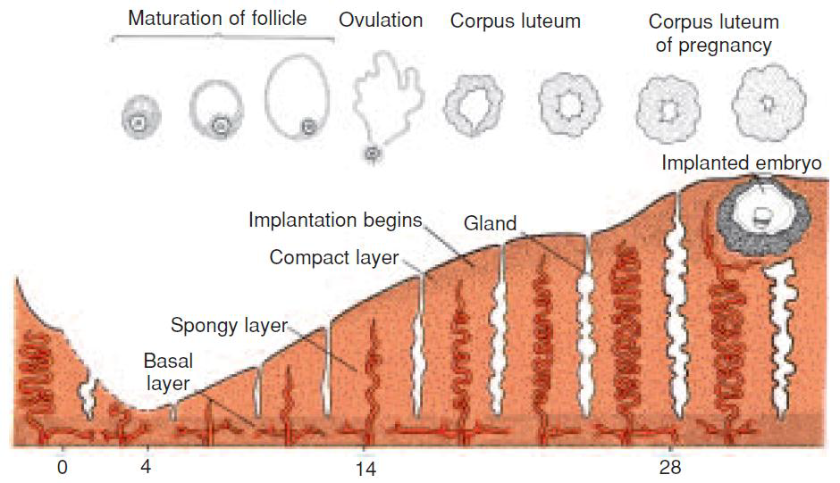NOTA KEDOKTERAN: Perkembangan Embrio Manusia