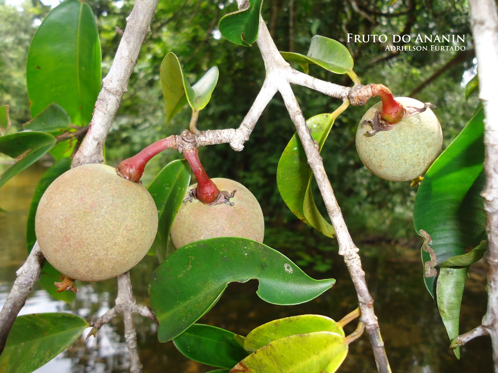 Anani, Ananin, Uanani - Symphonia globulifera L. f. (Clusiaceae)