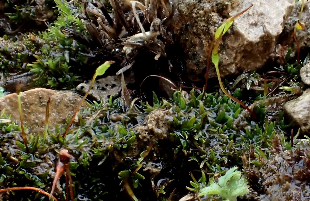 The Rainforest Fund Project: Nosterfield Quarry Part 2: YNU Bryologists ...