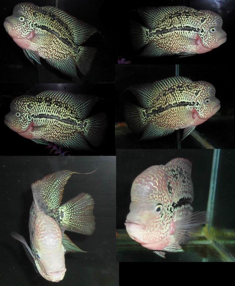 Flowerhorn The Hybrid Cichlids: King Kamfa X5 - nutty