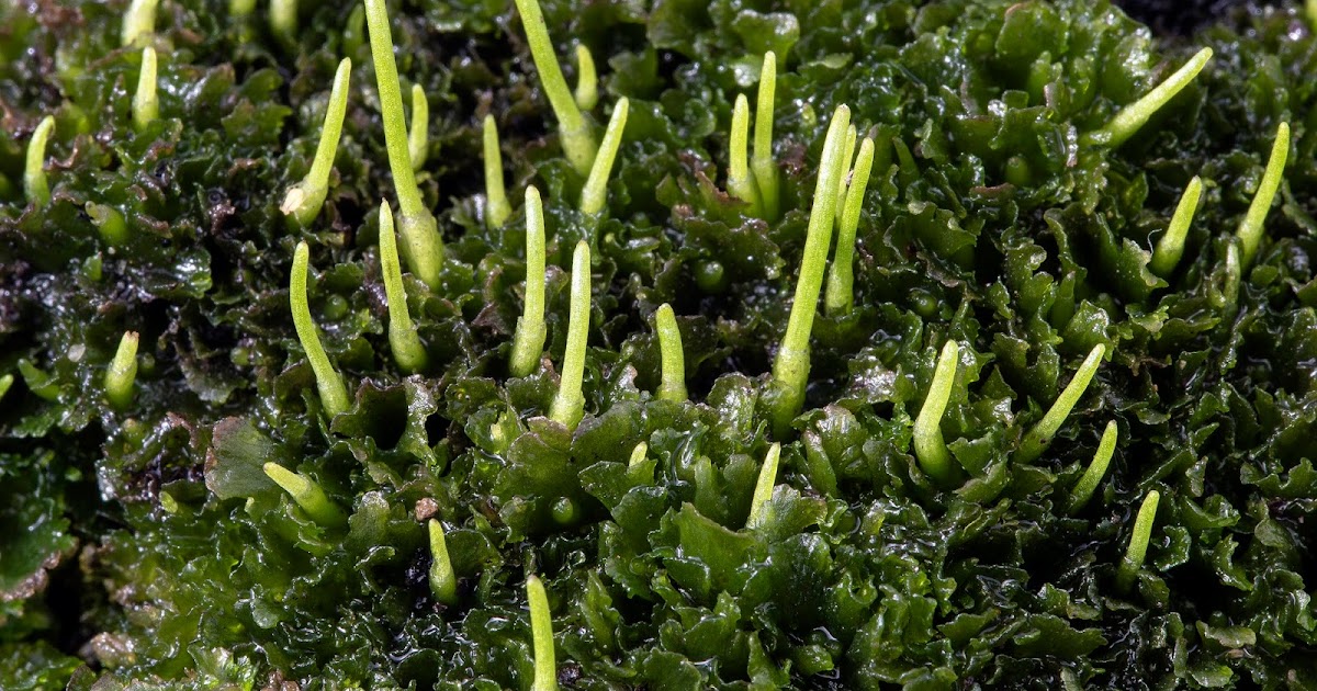 ANTHOCEROS - CLASSIFICATION, STRUCTURE OF THE GAMETOPHYTE, REPRODUCTION ...