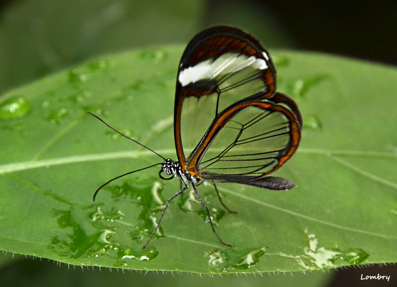 Bouillons de Cultures: La photographie des papillons