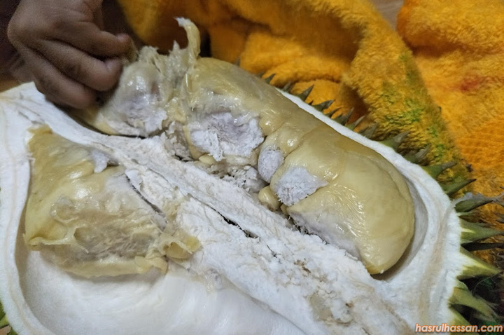 Pertama Kali Merasa Buah Durian Hutan dari Selama, Perak