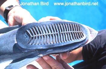 Natural History, Creation and Religious Conflicts: The fish that stops ...