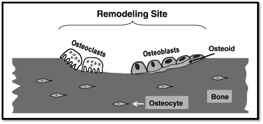 Biochemistry Class notes: Bone Metabolism: Bone formation and bone ...