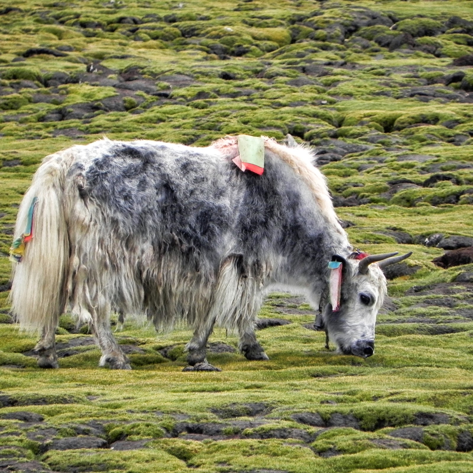 YAK photos - wallpapers | the fun bank