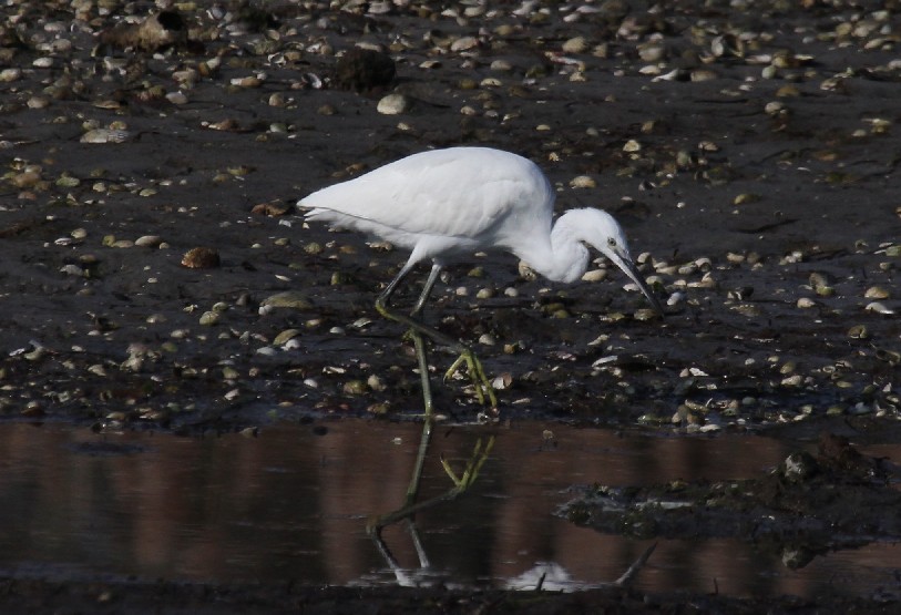 New England Coastal Birds: "Three Days of Winter Seabirding on Cape Cod ...