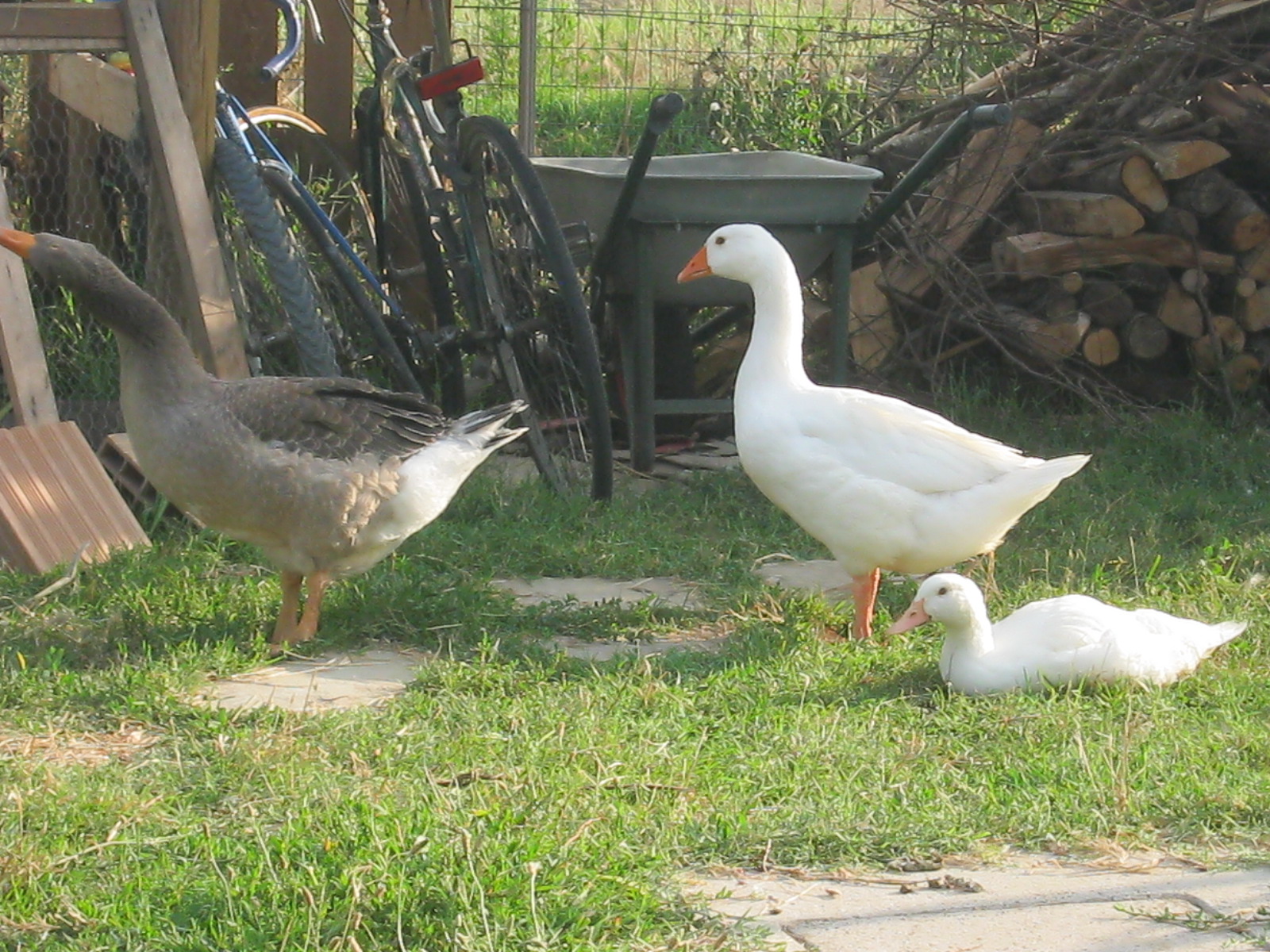L'alba sulla collina: PAPERI E PAPERA
