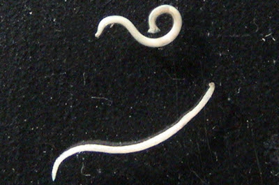 PARASITOSIS INTESTINALES: Generalidades sobre las principales ...