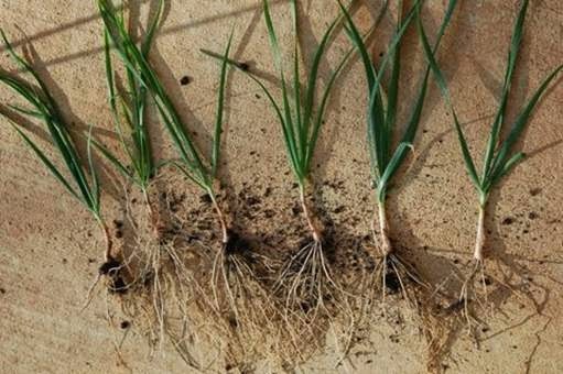 Town & Country Gardens: Propagating Chives