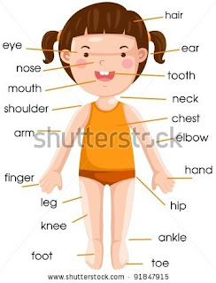 Toni`s English Blog: Vocabulary : Part of Body and Sense