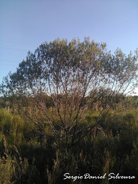 Flora Nativa de Entre Rios